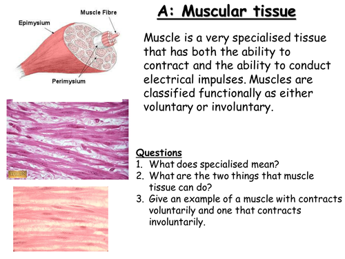 KS4 B3.1 Cells, Tissues and Organs | Teaching Resources
