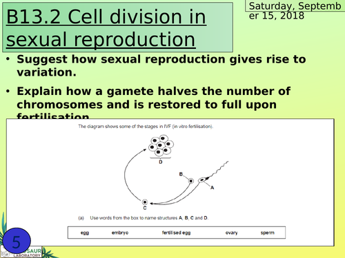 KS4 B13.2 Cell division in sexual reproduction | Teaching Resources