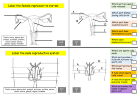 KS3 Science End of Year Revision Cards by rcdworrell | Teaching Resources