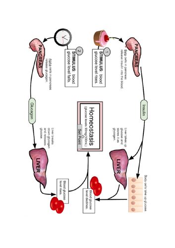 B10.1 Principles of homeostasis (AQA) | Teaching Resources B10.1 Principles of homeostasis (AQA) | Teaching Resources