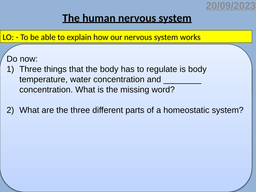 B10.2 The structure and function of the human nervous system AND ...