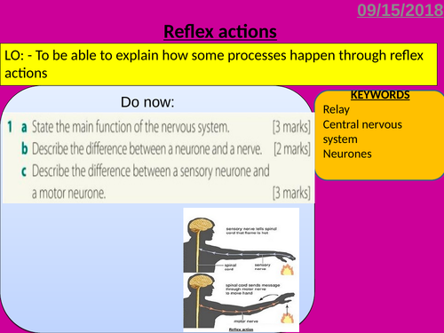 B10.3 Reflex actions (AQA) | Teaching Resources