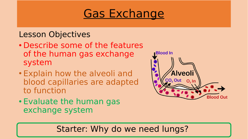 Gas Exchange | Teaching Resources