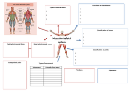 Edexcel GCSE PE Musculo - skeletal system revision map | Teaching Resources