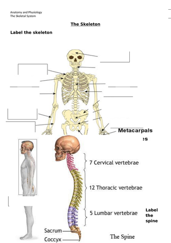 GCSE PE Skeleton and Joints, lesson plans and matching worksheets for ...