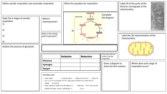 A level Respiration Revision | Teaching Resources