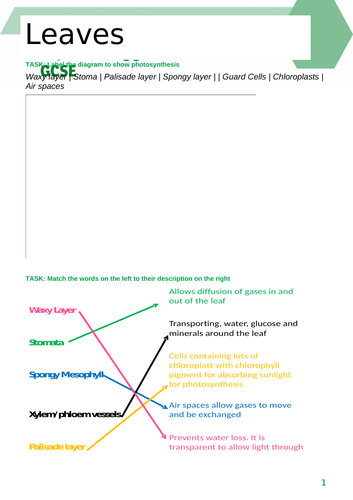 Leaves | Teaching Resources