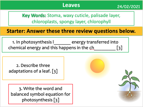 Leaves | Teaching Resources