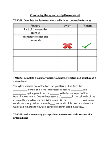 Xylem And Phloem Reading Worksheets Spelling Grammar