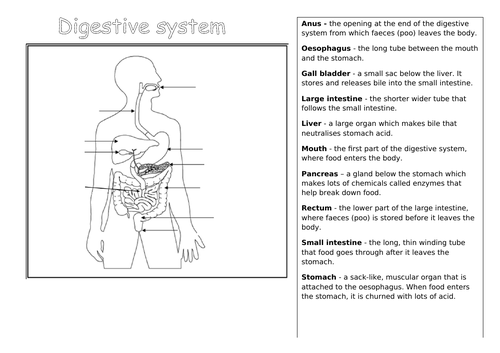 Digestive System Introduction | Teaching Resources