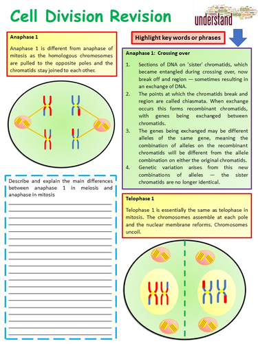 A Level Biology Cell Division Revision Workbook | Teaching Resources