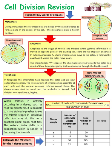 A Level Biology Cell Division Revision Workbook | Teaching Resources