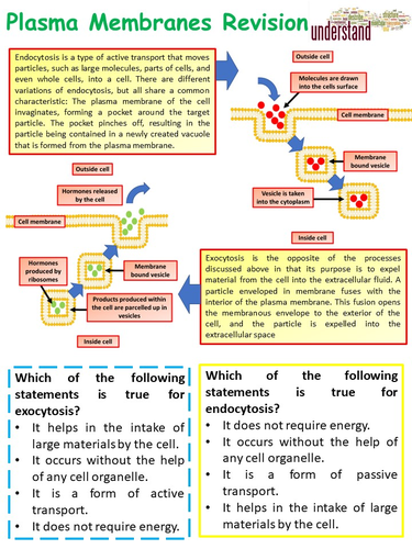 A Level Biology Cell Membrane Revision Workbook | Teaching Resources