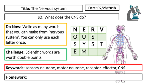 AQA GCSE Biology New Specification - B5 The Nervous system | Teaching ...