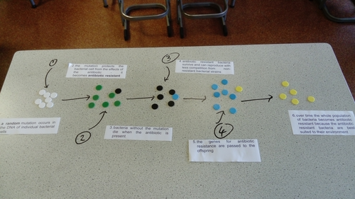 AQA GCSE Biology (Science) Evidence for Evolution – Fossils and ...