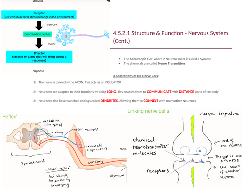 AQA GCSE Biology (9-1) | 4.5.2.1 Structure & Function - Nervous System ...