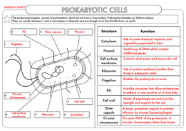 A Level Biology Worksheet: Prokaryotic Cells | Teaching Resources