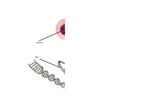 AQA GCSE: B2 Cell Division: L1 Cell Cycle | Teaching Resources