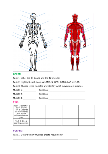 Exexcel GCSE PE (New Spec) - Musculo-skeletal system worksheet ...