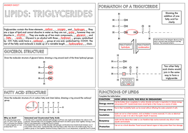 A Level Biology: Lipids (triglycerides) Summary Worksheet | Teaching ...