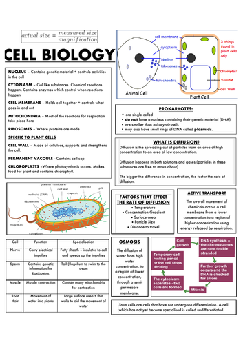 Revision resource : Cell Biology | Teaching Resources