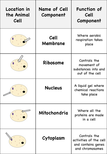 Animal Cell Cut and Paste | Teaching Resources