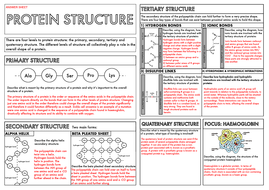 A Level Biology: Amino Acids & Protein Structure Summary Worksheets ...