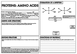 A Level Biology: Amino Acids & Protein Structure Summary Worksheets ...