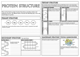 A Level Biology: Amino Acids & Protein Structure Summary Worksheets ...