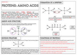 A Level Biology: Amino Acids & Protein Structure Summary Worksheets ...