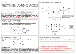 A Level Biology: Amino Acids & Protein Structure Summary Worksheets ...