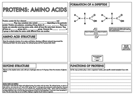 A Level Biology: Amino Acids & Protein Structure Summary Worksheets ...