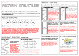 A Level Biology: Amino Acids & Protein Structure Summary Worksheets ...