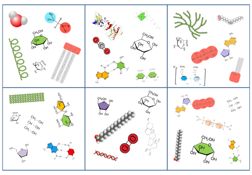 Molecules in A level Biology - "Who can see it first?" Card Game (KS5 ...