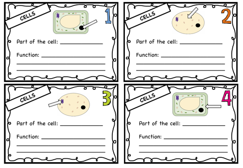 Plant and Animal Cell Task Cards | Teaching Resources