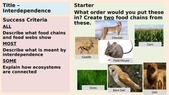 AQA Interdependence in species | Teaching Resources