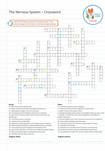 Nervous System - Crossword (KS4) | Teaching Resources