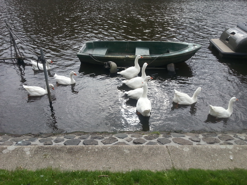 City Animals - alive and in graffiti or Street art - free resource ...