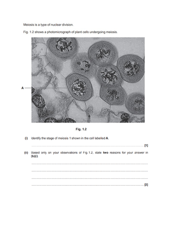 OCR A-level biology A new specification 2.6 cell cycle and cell ...