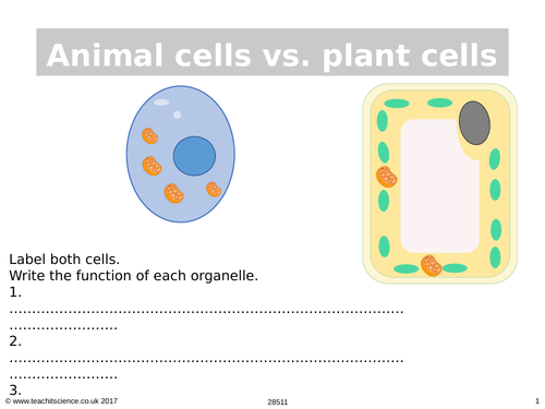 animal and plant cell | Teaching Resources