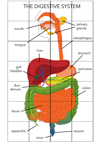 Digestive system - Jigsaw puzzle (KS3/4) | Teaching Resources
