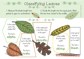 Classifying Leaves | Teaching Resources