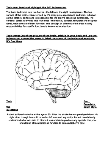 AQA GCSE Psychology (9-1) - Neuropsychology - Brain structure and ...