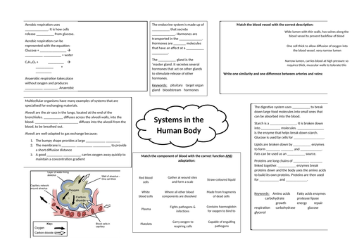 Systems in the human body (learning mat) | Teaching Resources