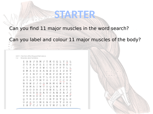 GCSE PE Muscular System, lesson plans and matching worksheets for CIE ...
