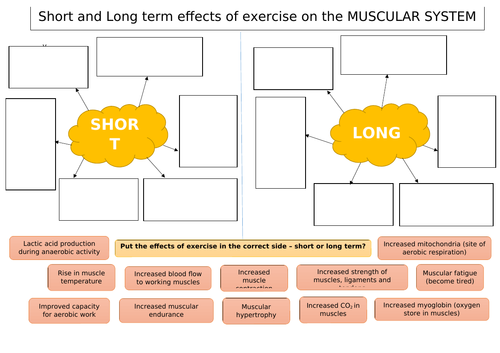 GCSE PE Muscular System, lesson plans and matching worksheets for CIE ...