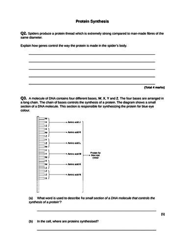 AQA GCSE Biology B6 Protein Synthesis | Teaching Resources