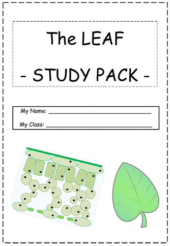 Leaf Structure | Teaching Resources