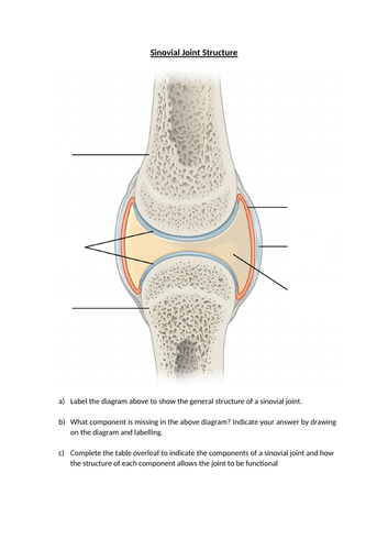Synovial Joints Lesson | Teaching Resources