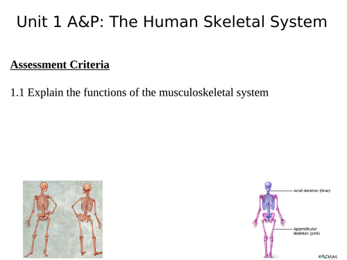 Introduction to the Skeletal System | Teaching Resources